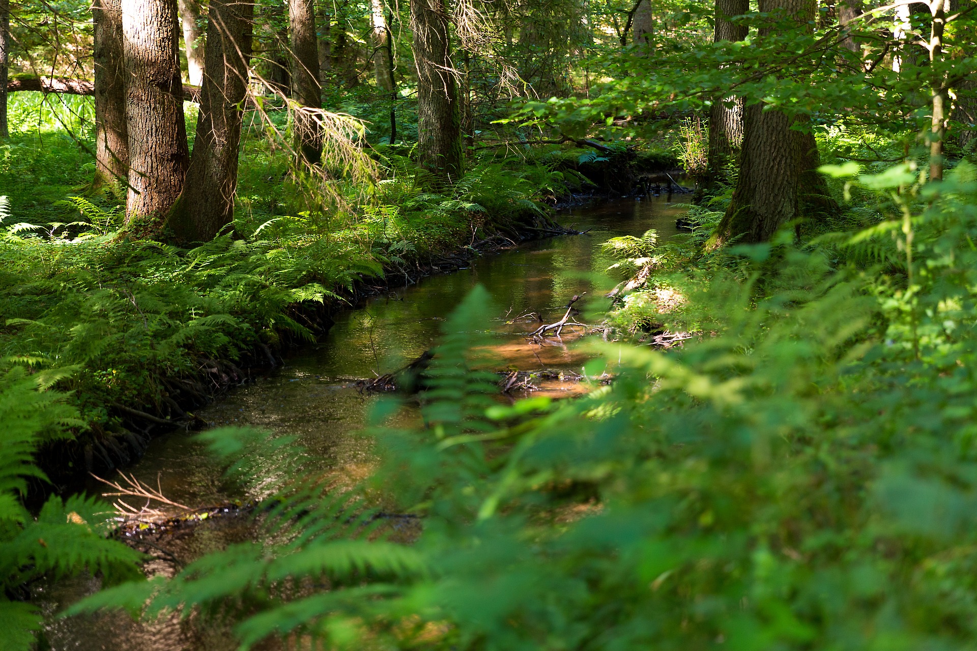 Wald und Wasser im Einklang – Waldgesundheit im Blick